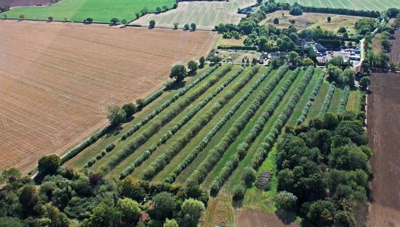 Agroforestry - Why the Woodland Trust believes trees on farms are a ...